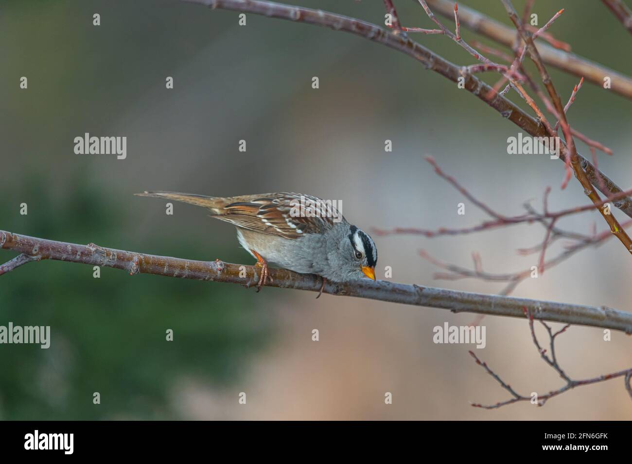 Chickadees in a tree hi-res stock photography and images - Alamy
