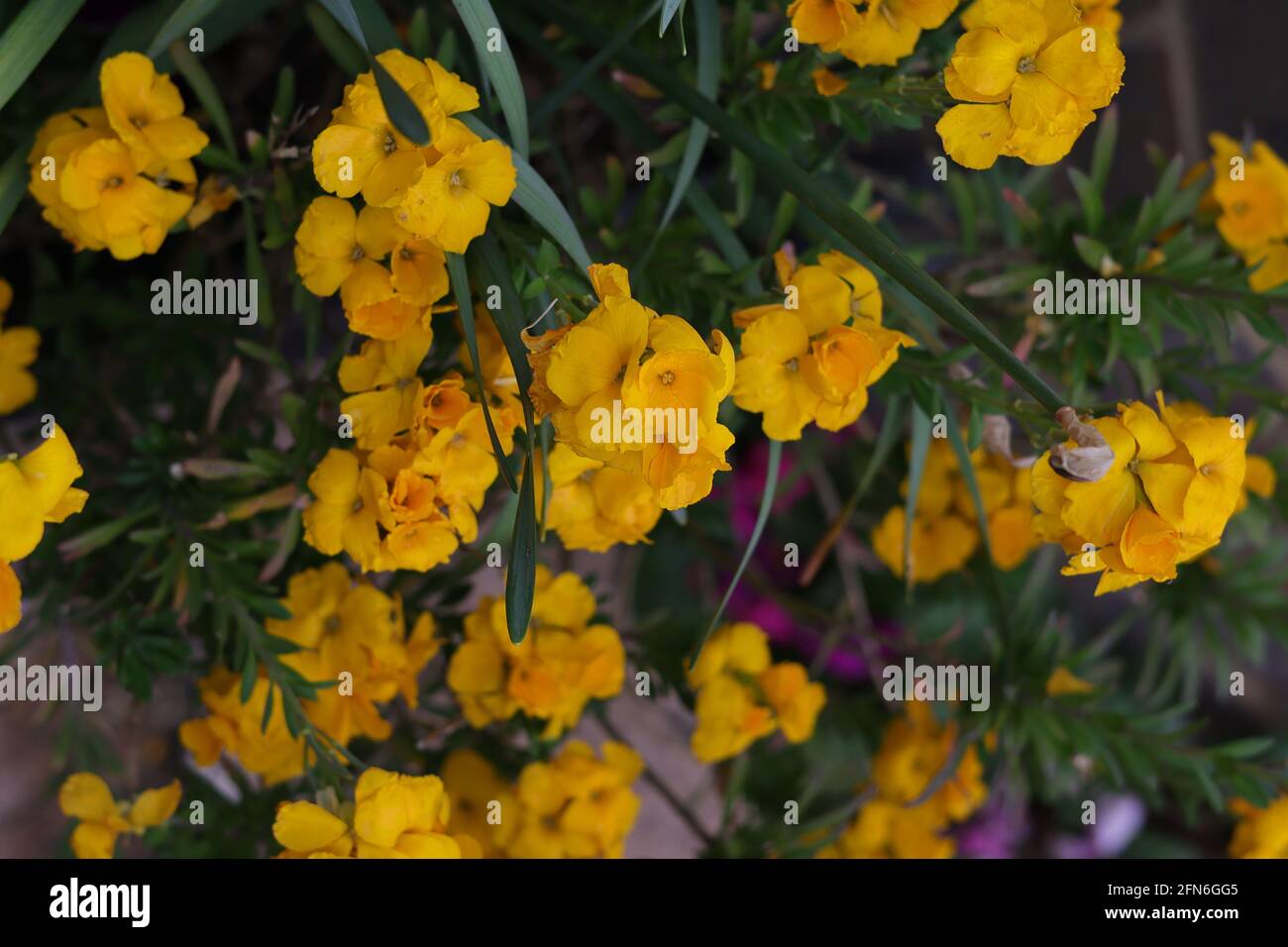 Bedding plants wallflowers hi-res stock photography and images - Alamy