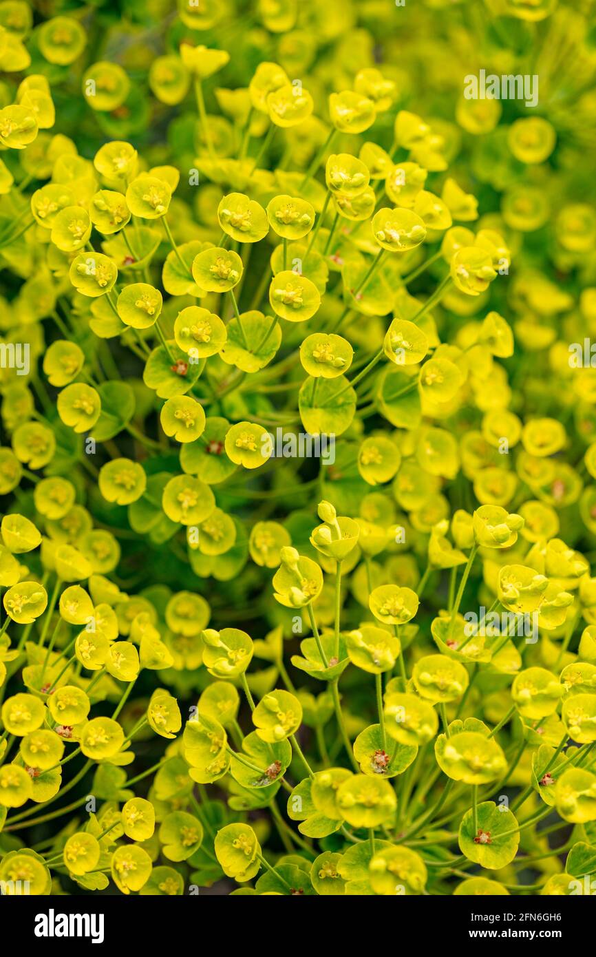 Close -up abstract natural plant portrait, textures and patterns in ...