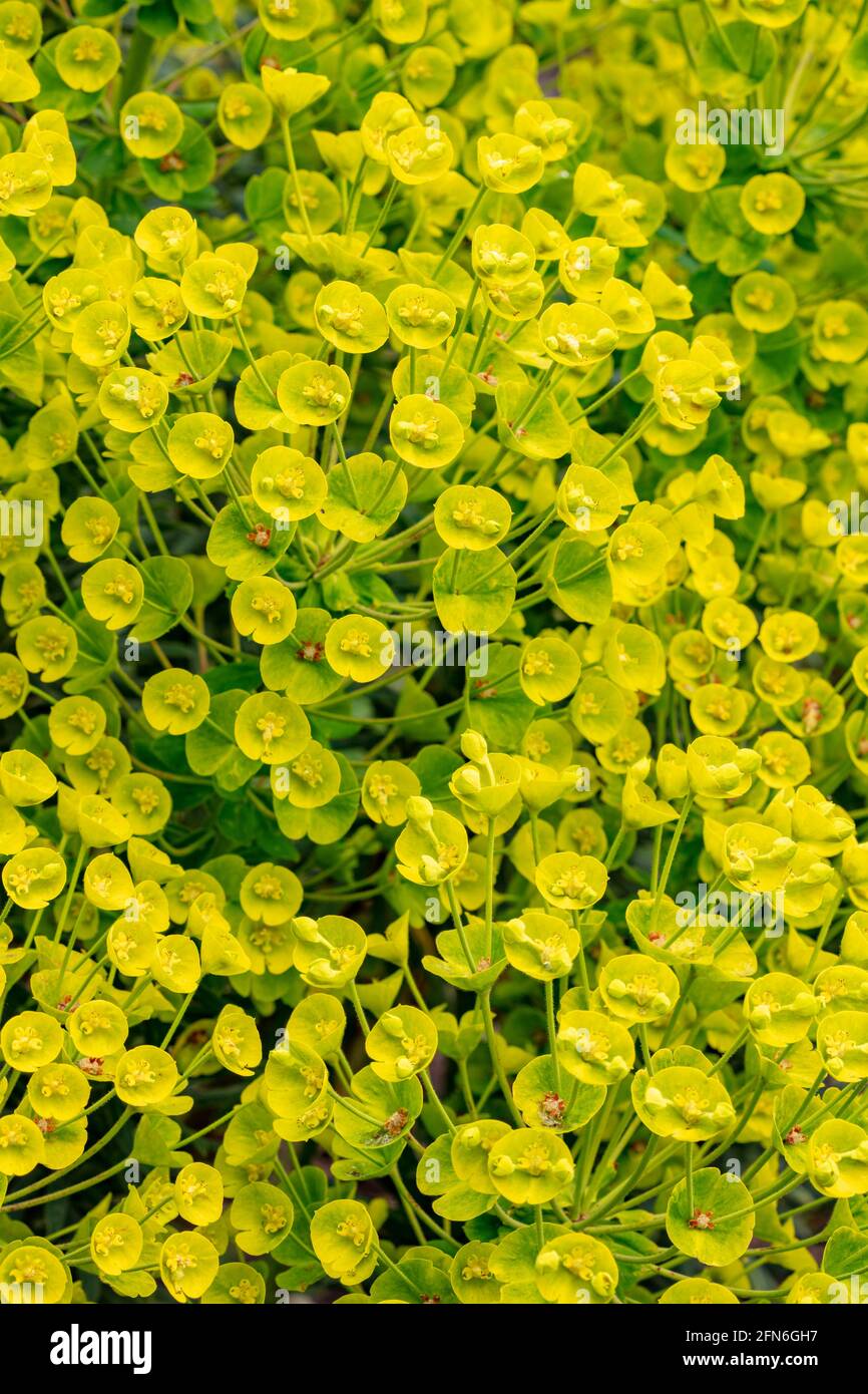 Close -up abstract natural plant portrait, textures and patterns in ...