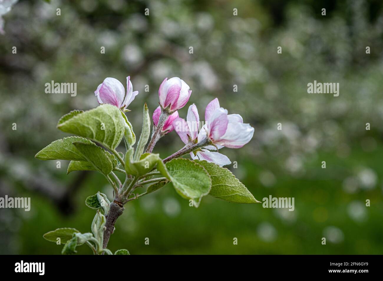 Apple trees with beautiful apple blossoms Stock Photo - Alamy