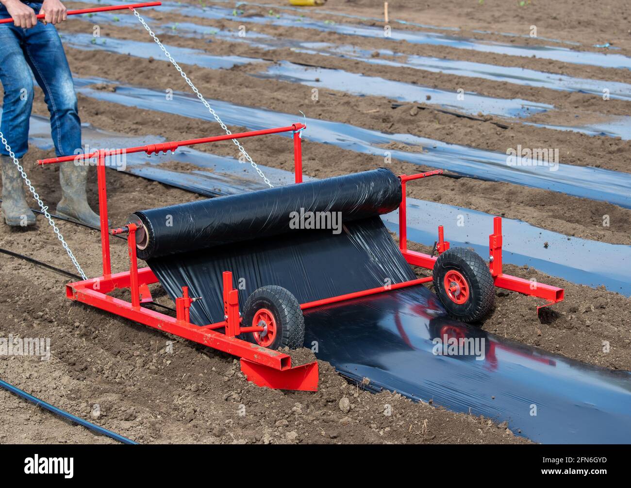Farmer installing foil on ground for planting mallow Stock Photo - Alamy