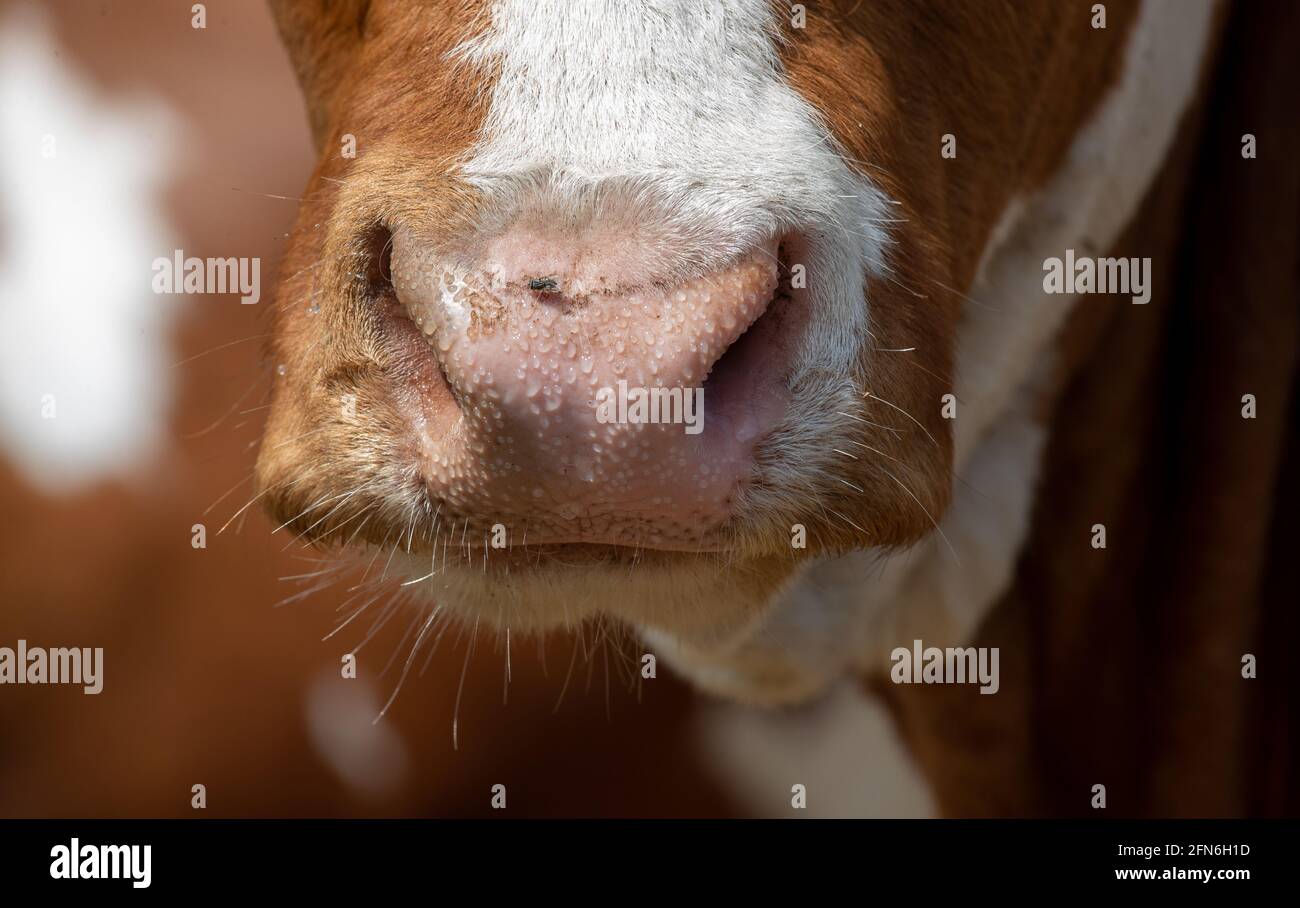 Close up of Simmental cow's muzzle on farm Stock Photo - Alamy