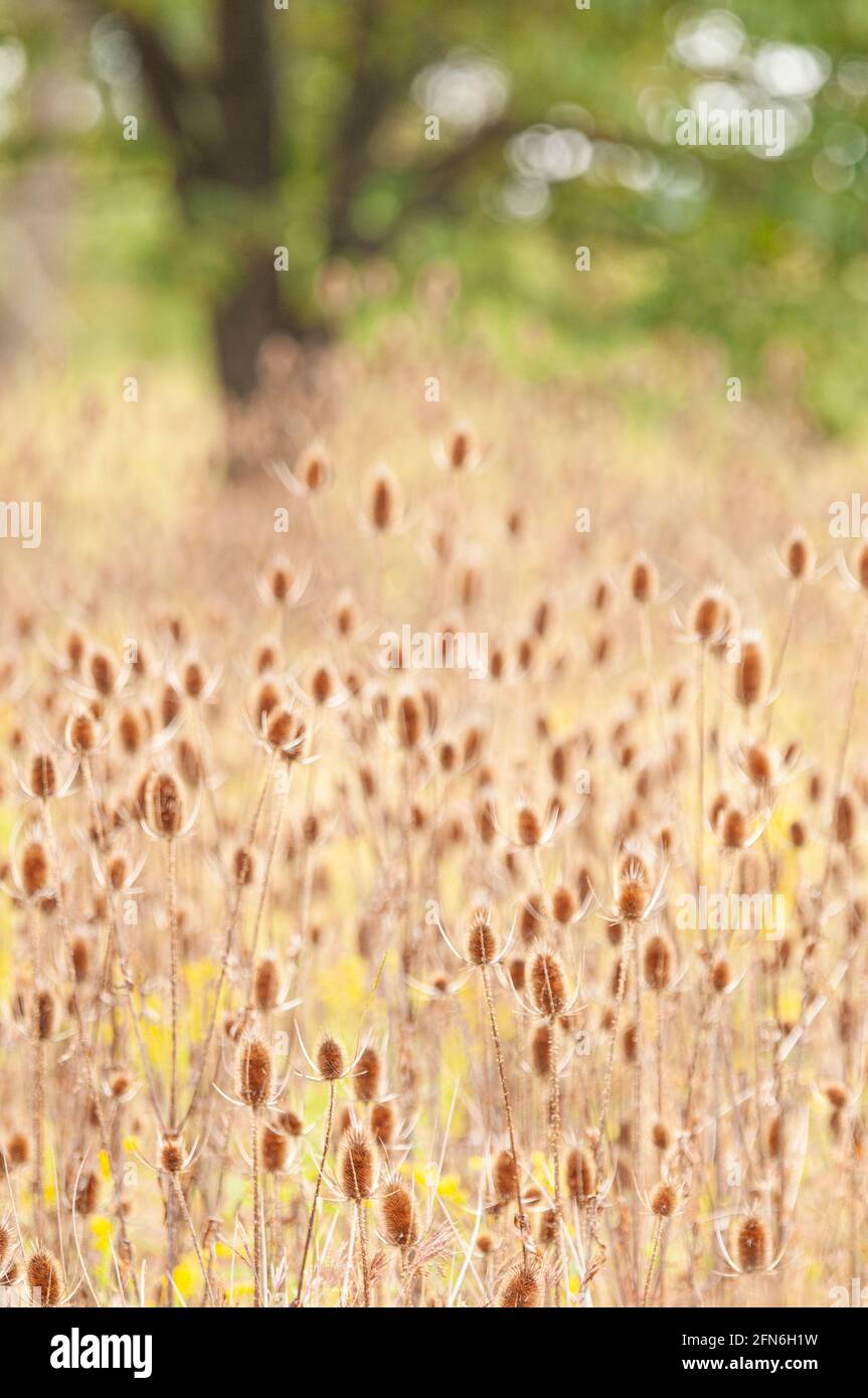 Dried Teasel heads in field, Pennsylvania, USA Stock Photo - Alamy
