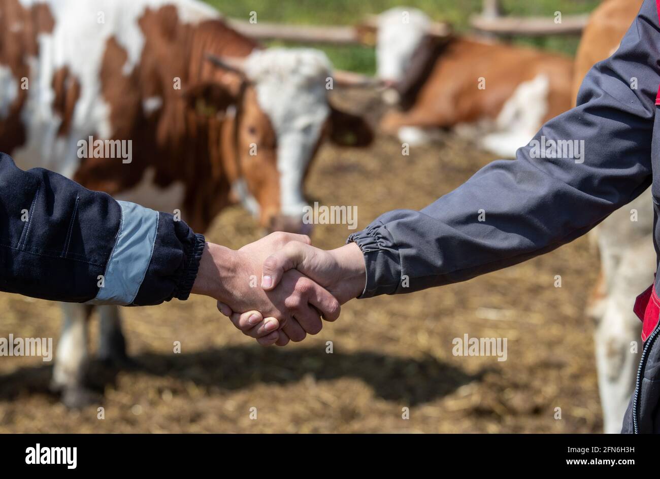 Two farmers shaking hands in front of cows on ranch. Agribusiness ...