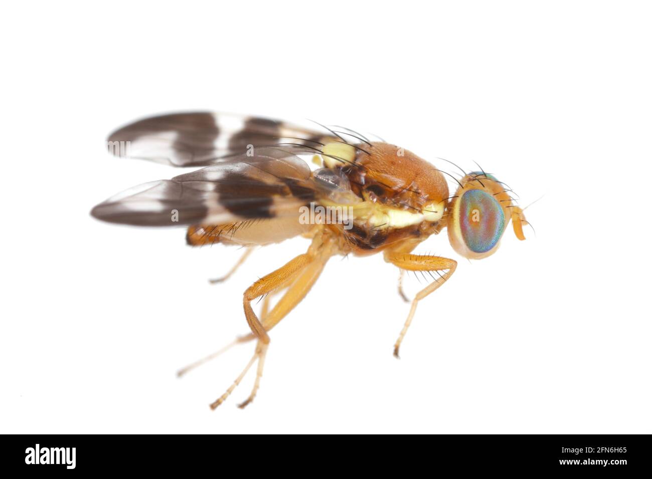 Insect husks Cut Out Stock Images & Pictures - Alamy