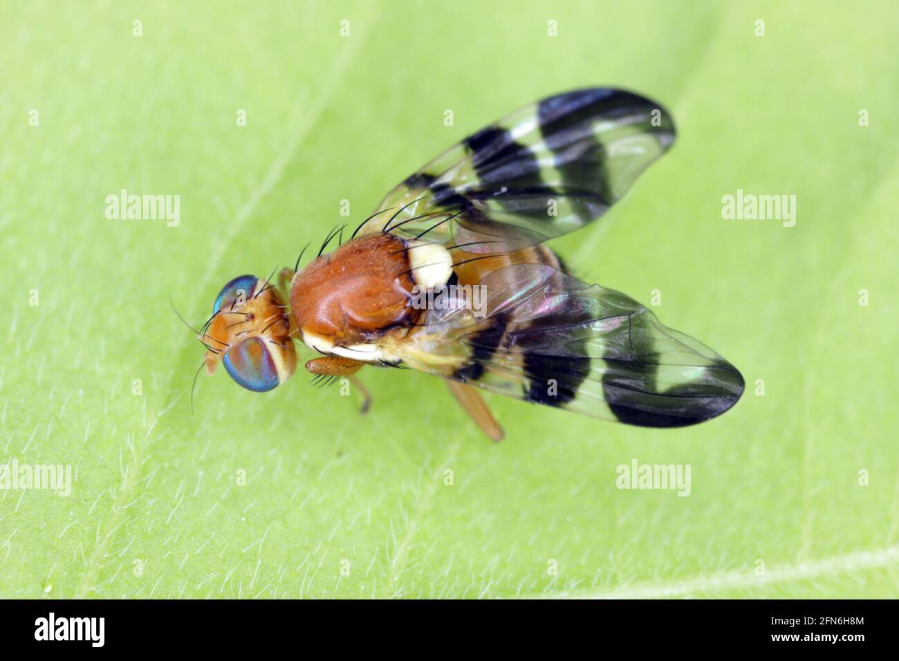 Walnut husk fly (Rhagoletis completa) it is quarantine species of ...