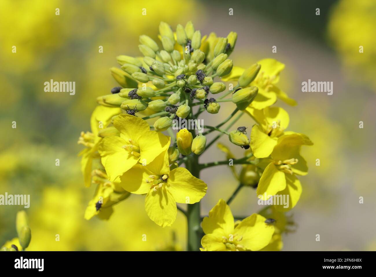 The cabbage seed pod weevil, Ceutorhynchus obstrictus (formerly called ...