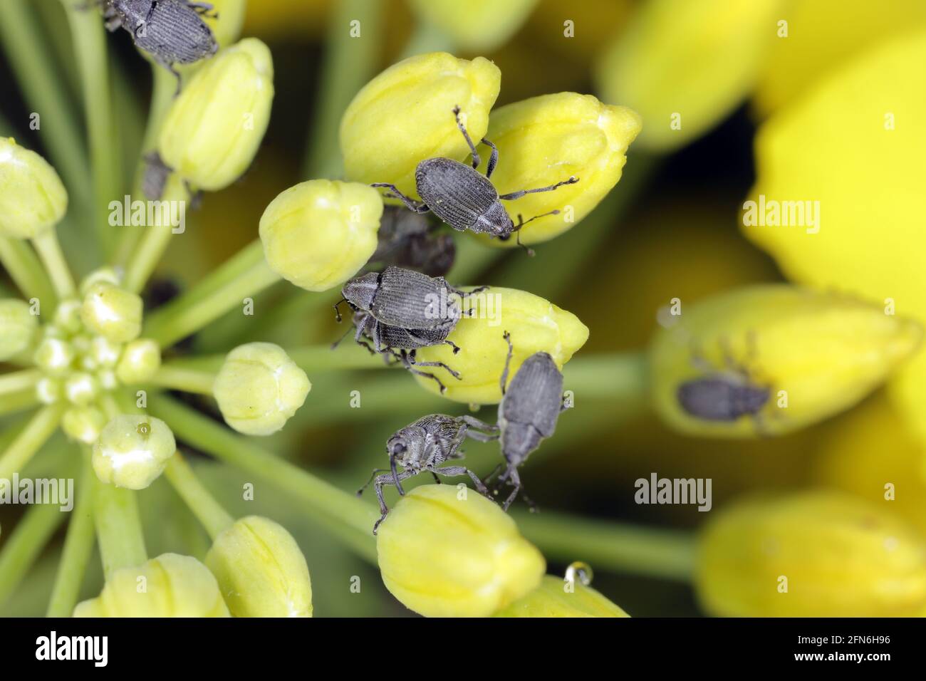 The cabbage seed pod weevil, Ceutorhynchus obstrictus (formerly called ...