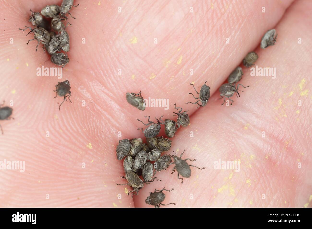 The cabbage seed pod weevil, Ceutorhynchus obstrictus (formerly called ...