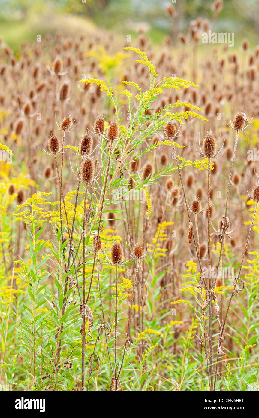 Dried Teasel heads in field, Pennsylvania, USA Stock Photo - Alamy
