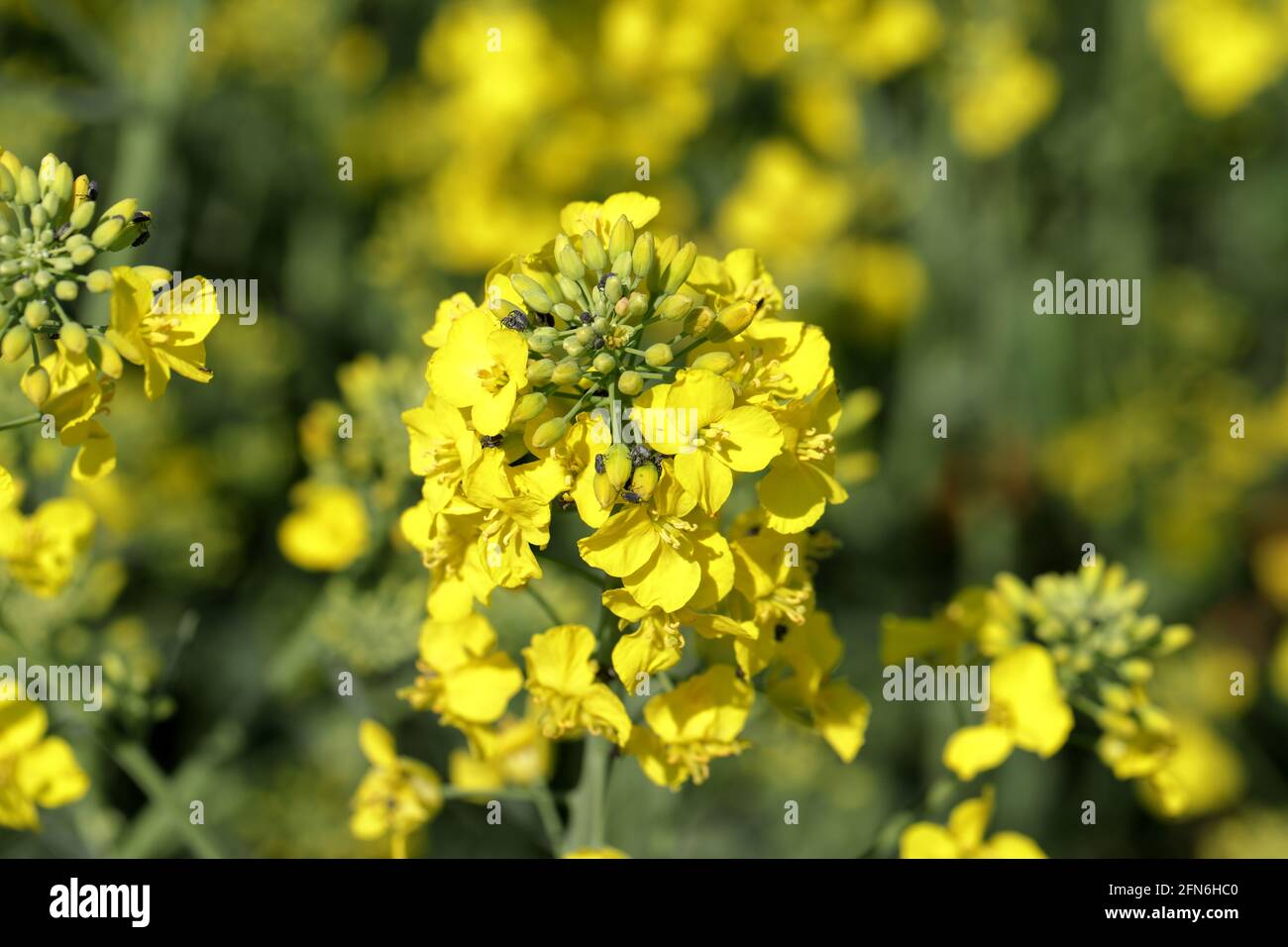 The cabbage seed pod weevil, Ceutorhynchus obstrictus (formerly called ...