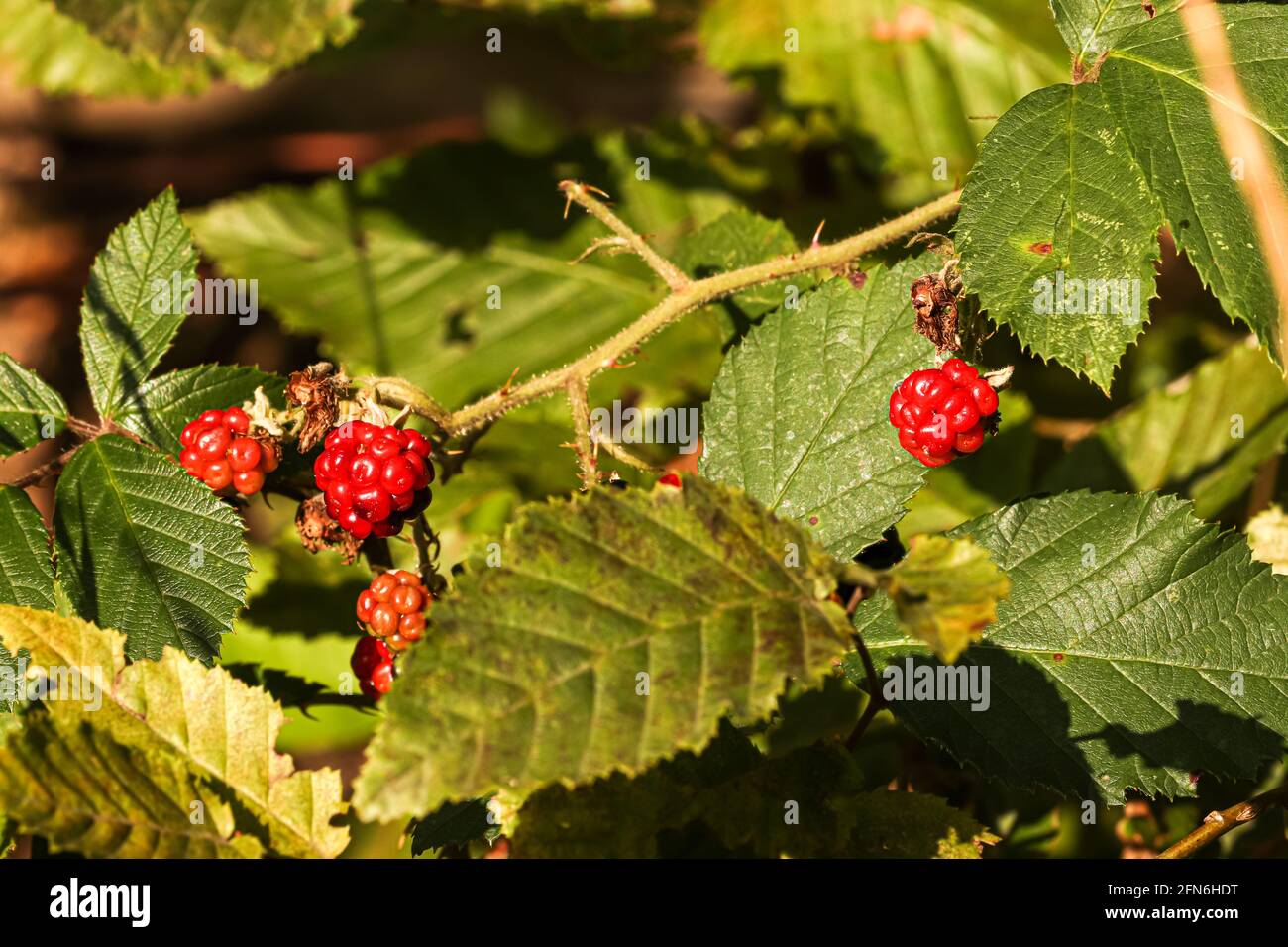 Wild raspberries hi-res stock photography and images - Alamy