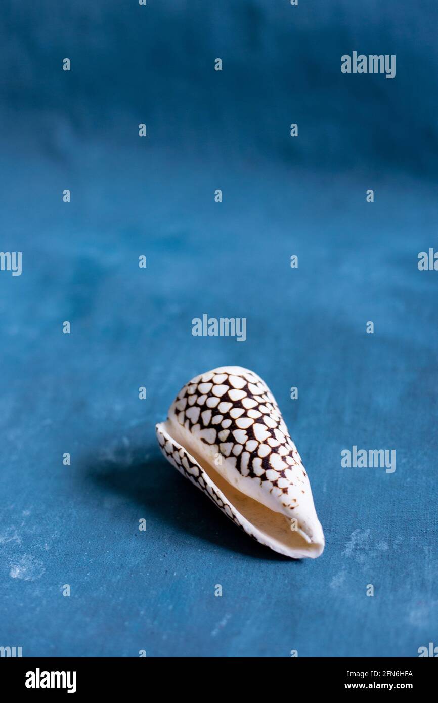 Black Cone on a blue background. Conus Marmoreus. Shell With White ...