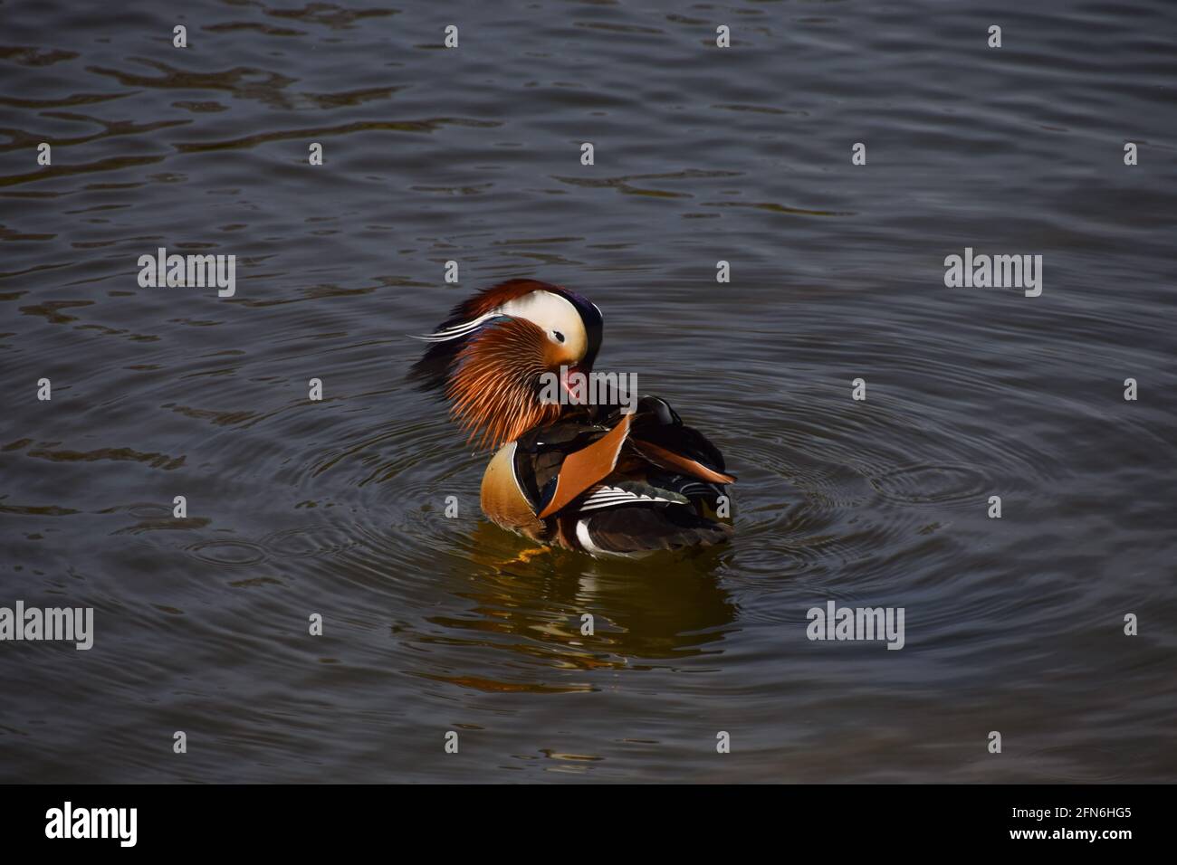 Preening male mandarin duck hi-res stock photography and images - Alamy