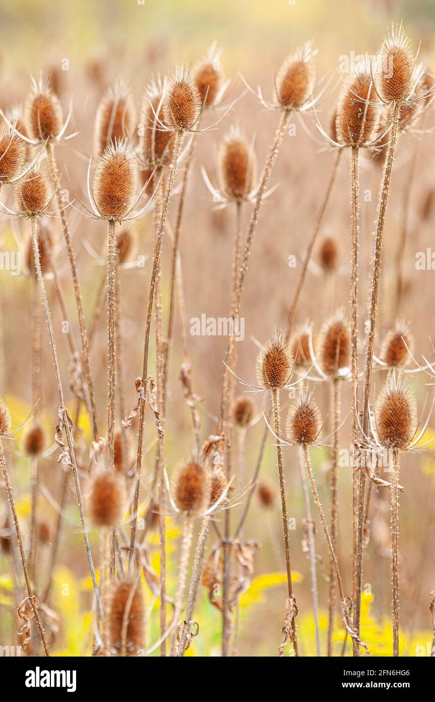Dried Teasel heads in field, Pennsylvania, USA Stock Photo - Alamy