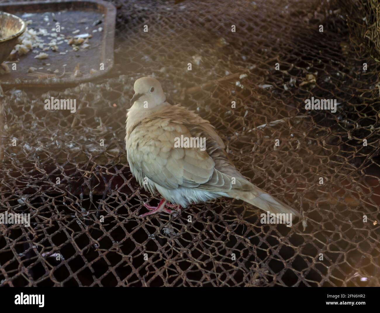 Wire mesh coop hi-res stock photography and images - Alamy