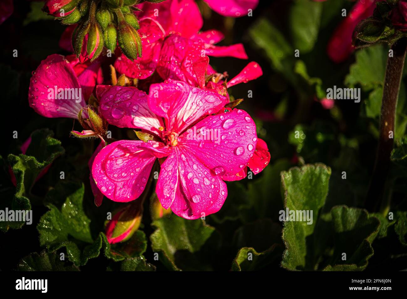 beautiful red flower with raindrops Stock Photo - Alamy
