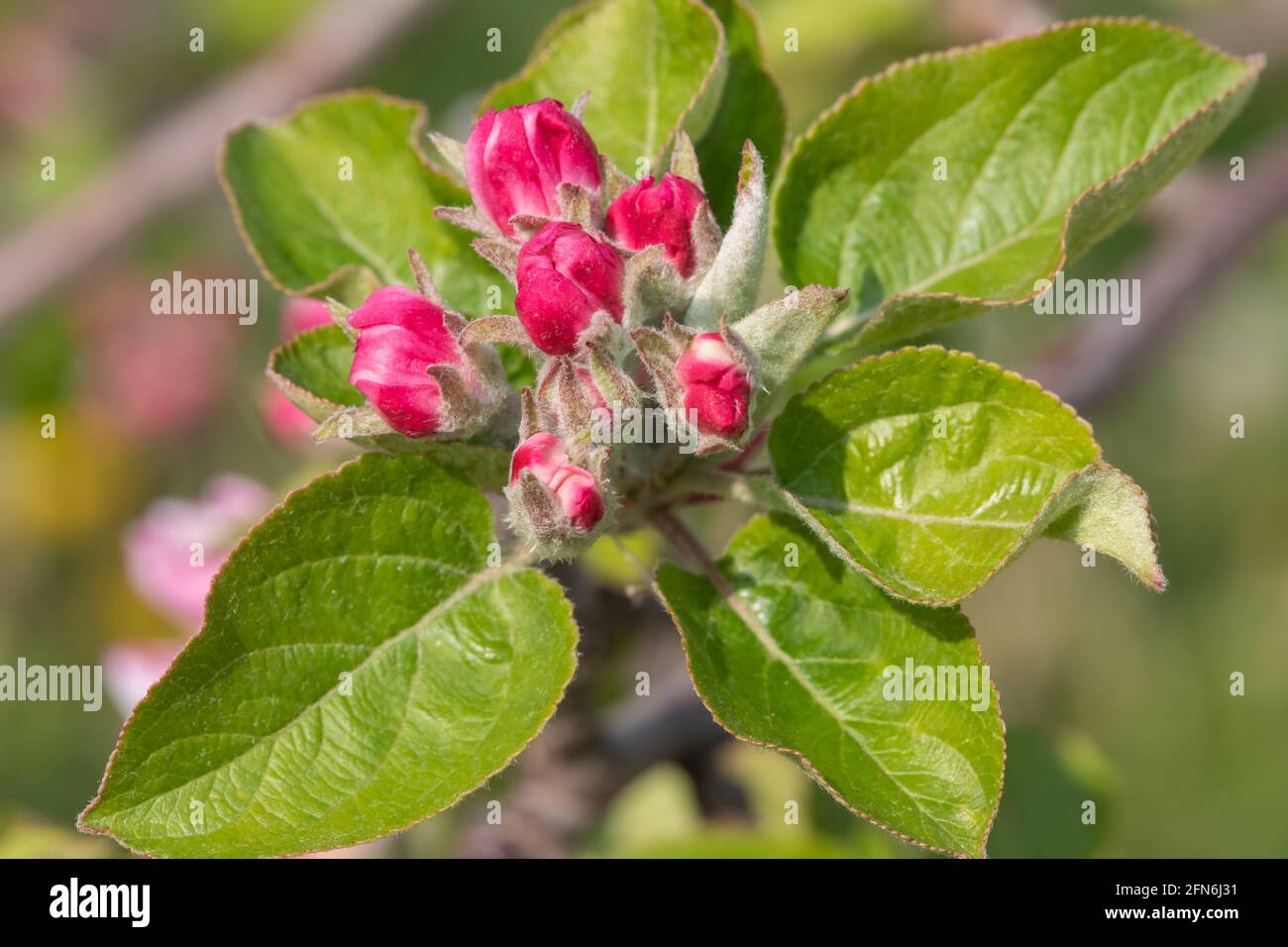 Macro shot of an apple branch at the pink bud growth stage Stock Photo ...