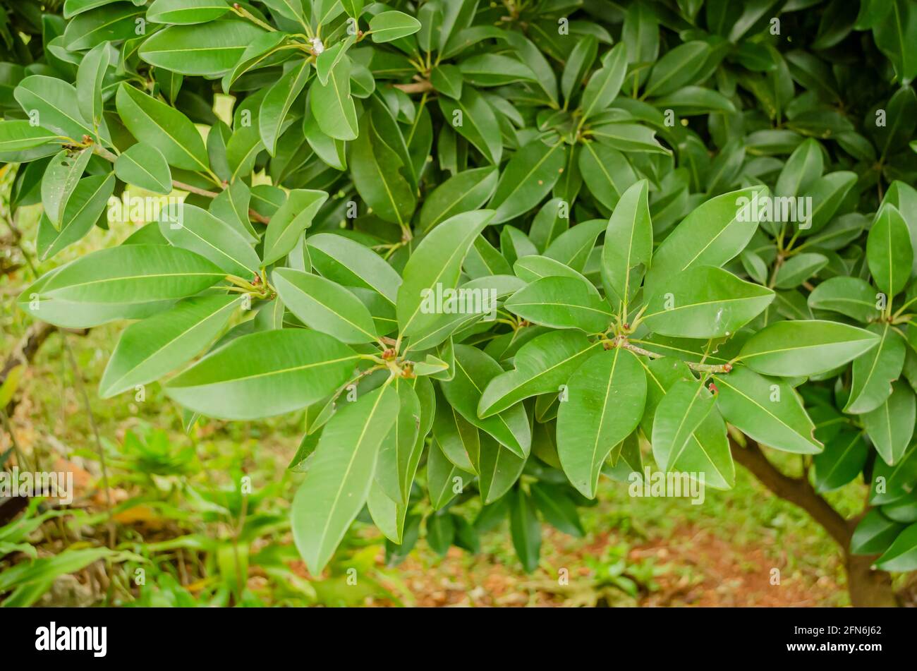 Sapodilla (Naseberry) Tree Branches Stock Photo - Alamy