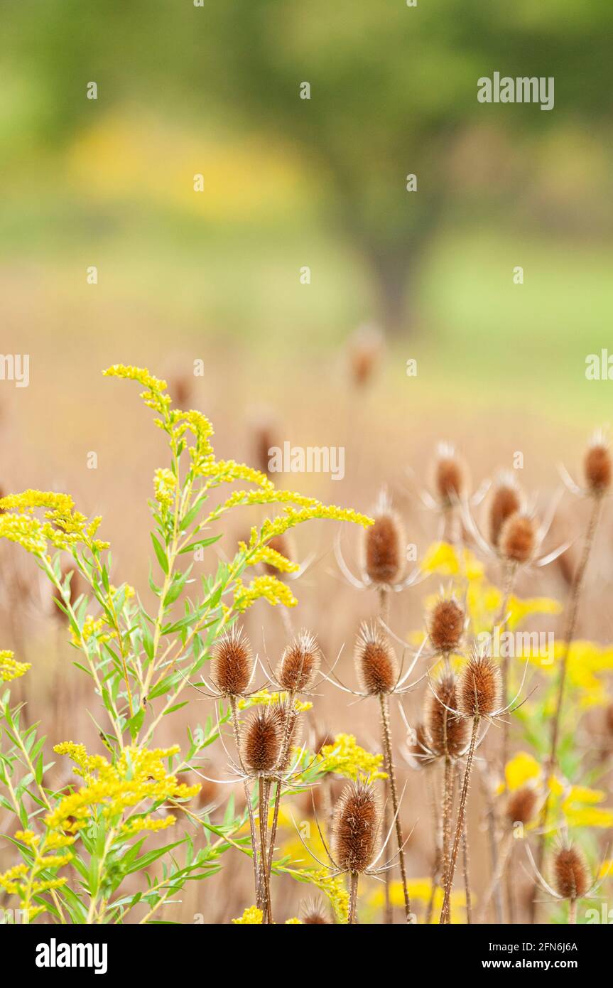 Pennsylvania invasive plant hi-res stock photography and images - Alamy