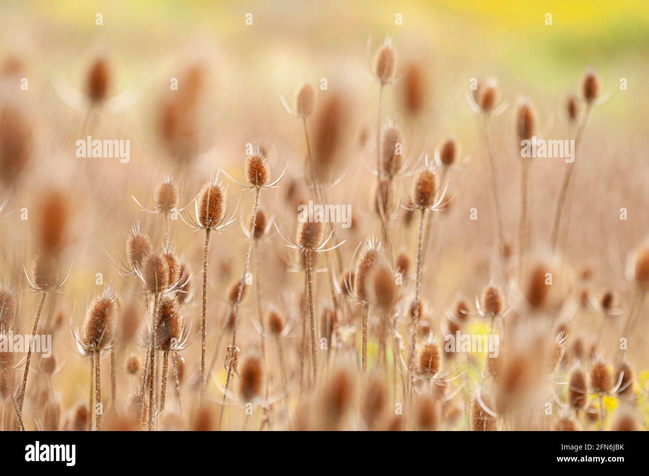 Dried Teasel heads in field, Pennsylvania, USA Stock Photo - Alamy