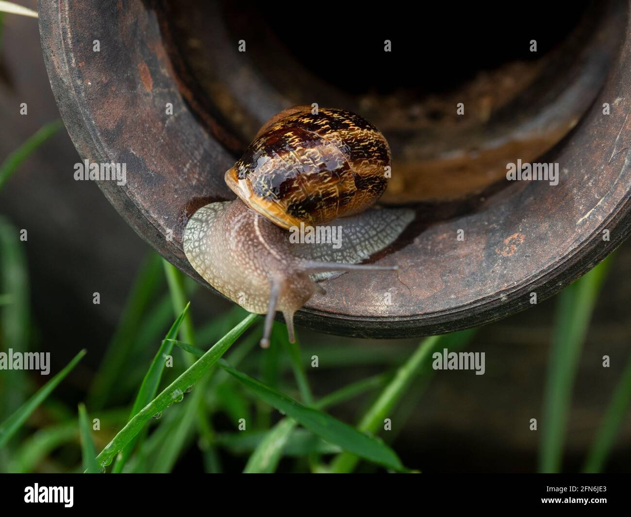 Wet sloth hi-res stock photography and images - Alamy