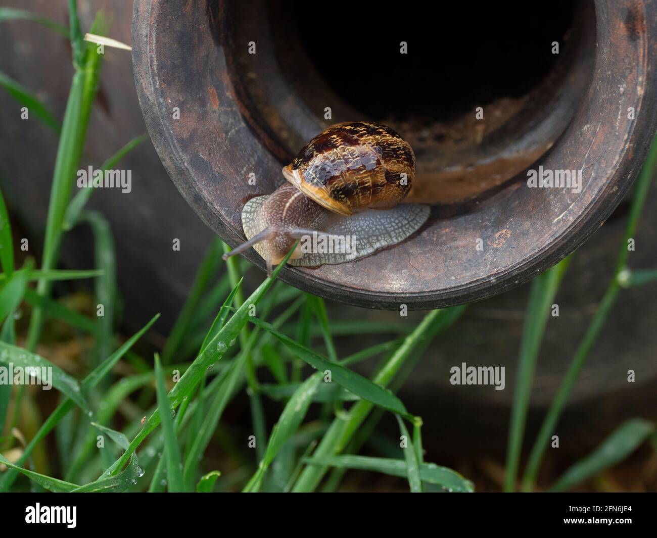 Wet sloth hi-res stock photography and images - Alamy