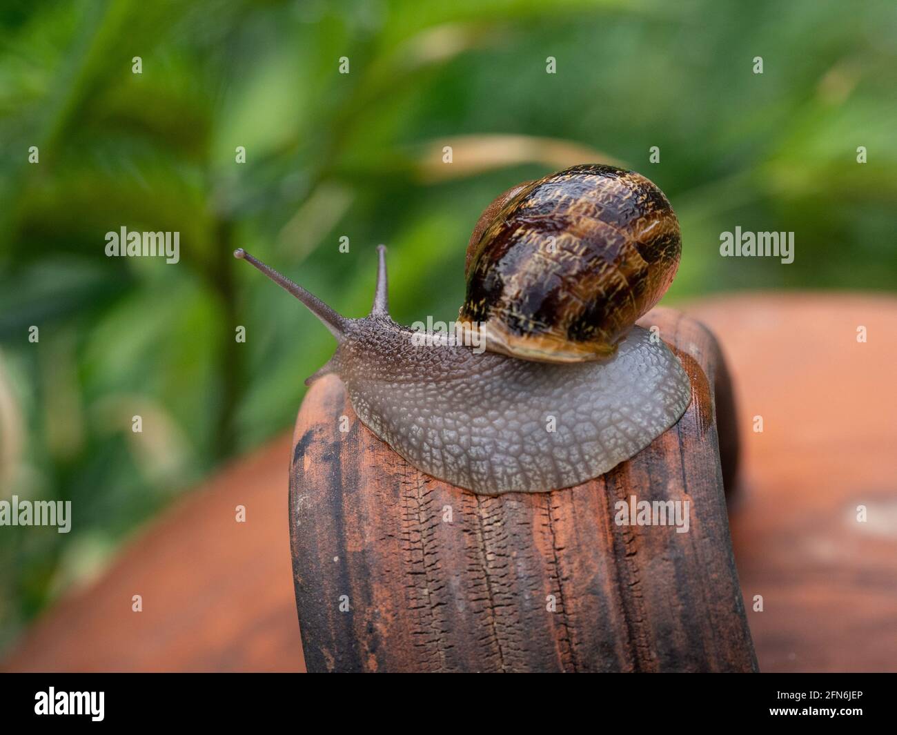 Wet sloth hi-res stock photography and images - Alamy