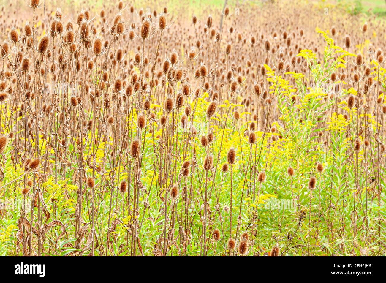 Dried Teasel heads in field, Pennsylvania, USA Stock Photo - Alamy