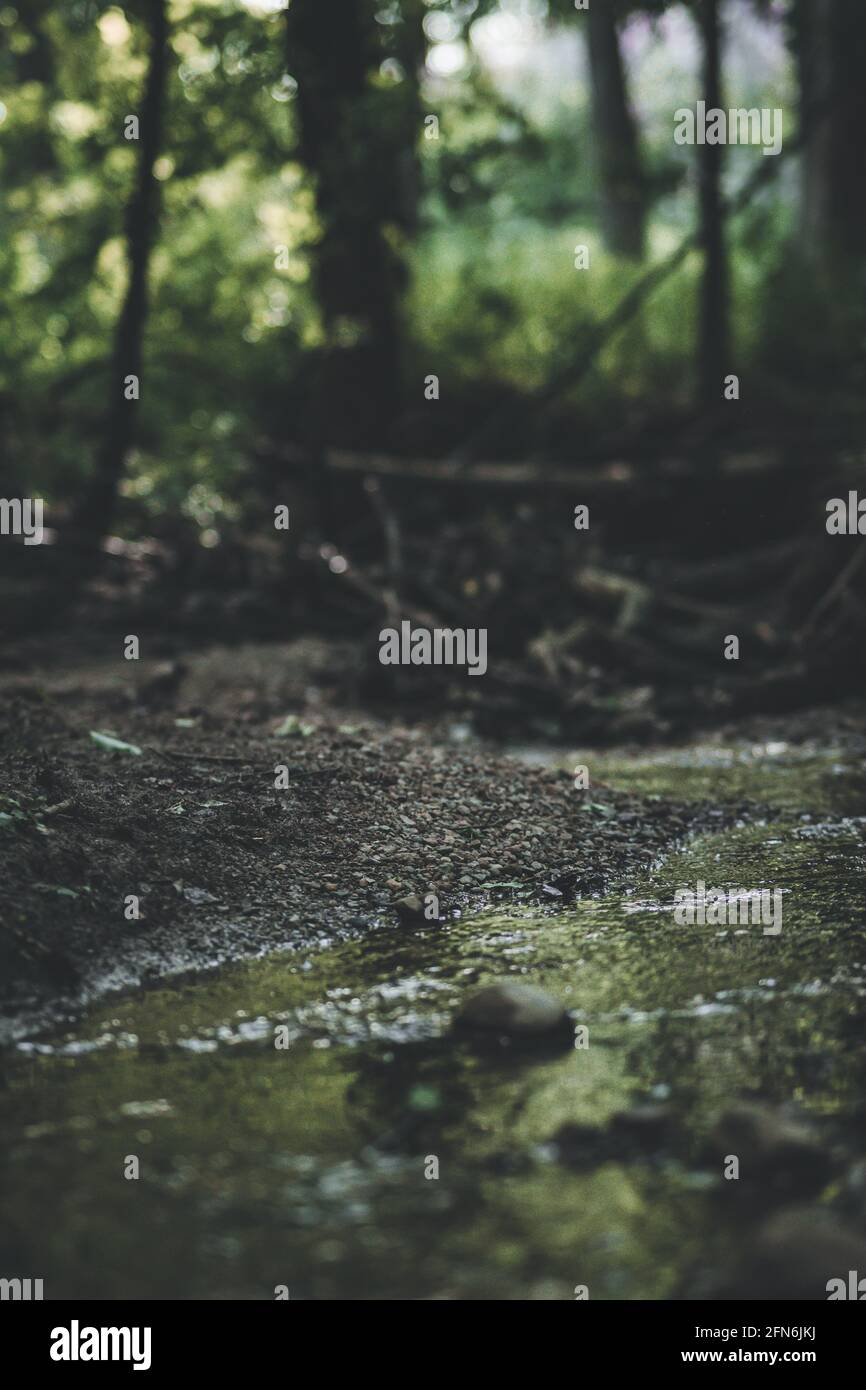 Vertical shot of water puddle in a forest surrounded by trees Stock ...