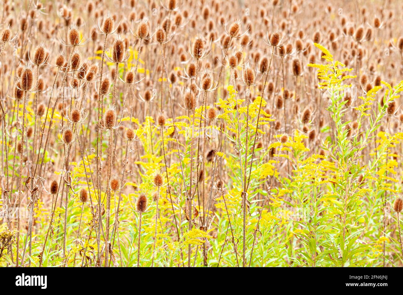 Dried Teasel heads in field, Pennsylvania, USA Stock Photo - Alamy