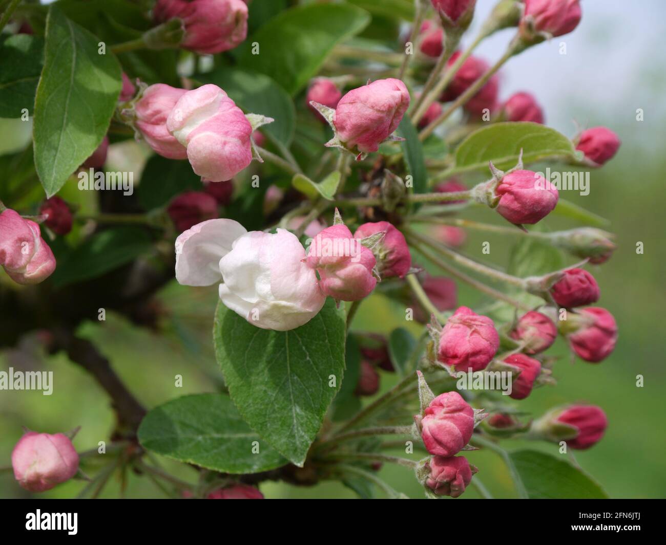 Bench from a apple tree in full flowerin Stock Photo - Alamy