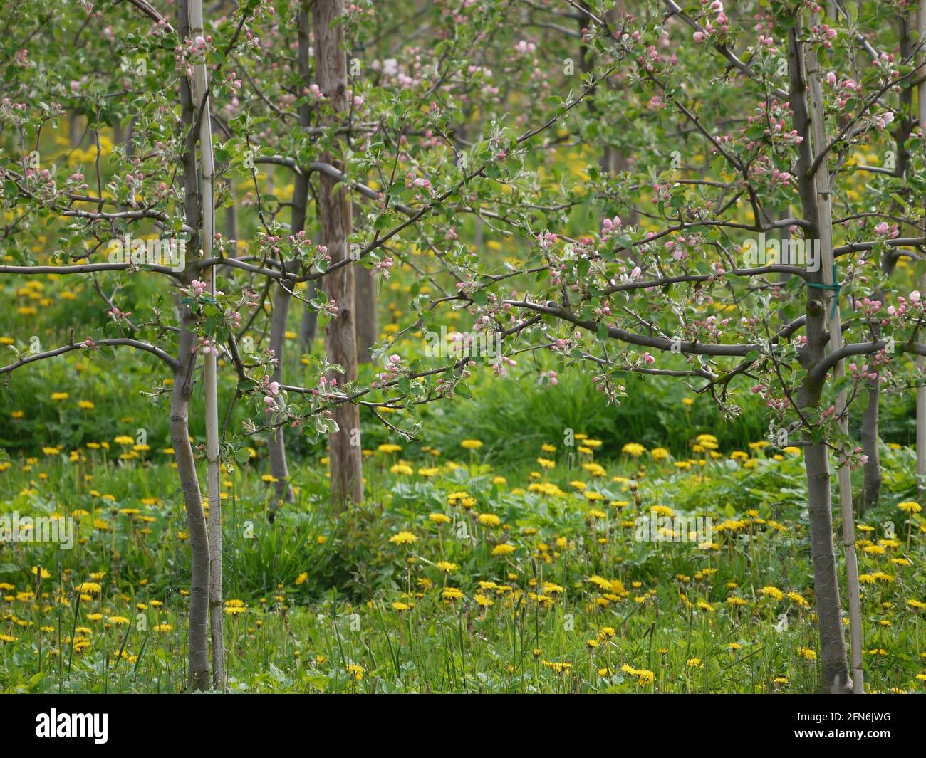 Young apple trees flowering, tied to poles, into meadow with flowering ...
