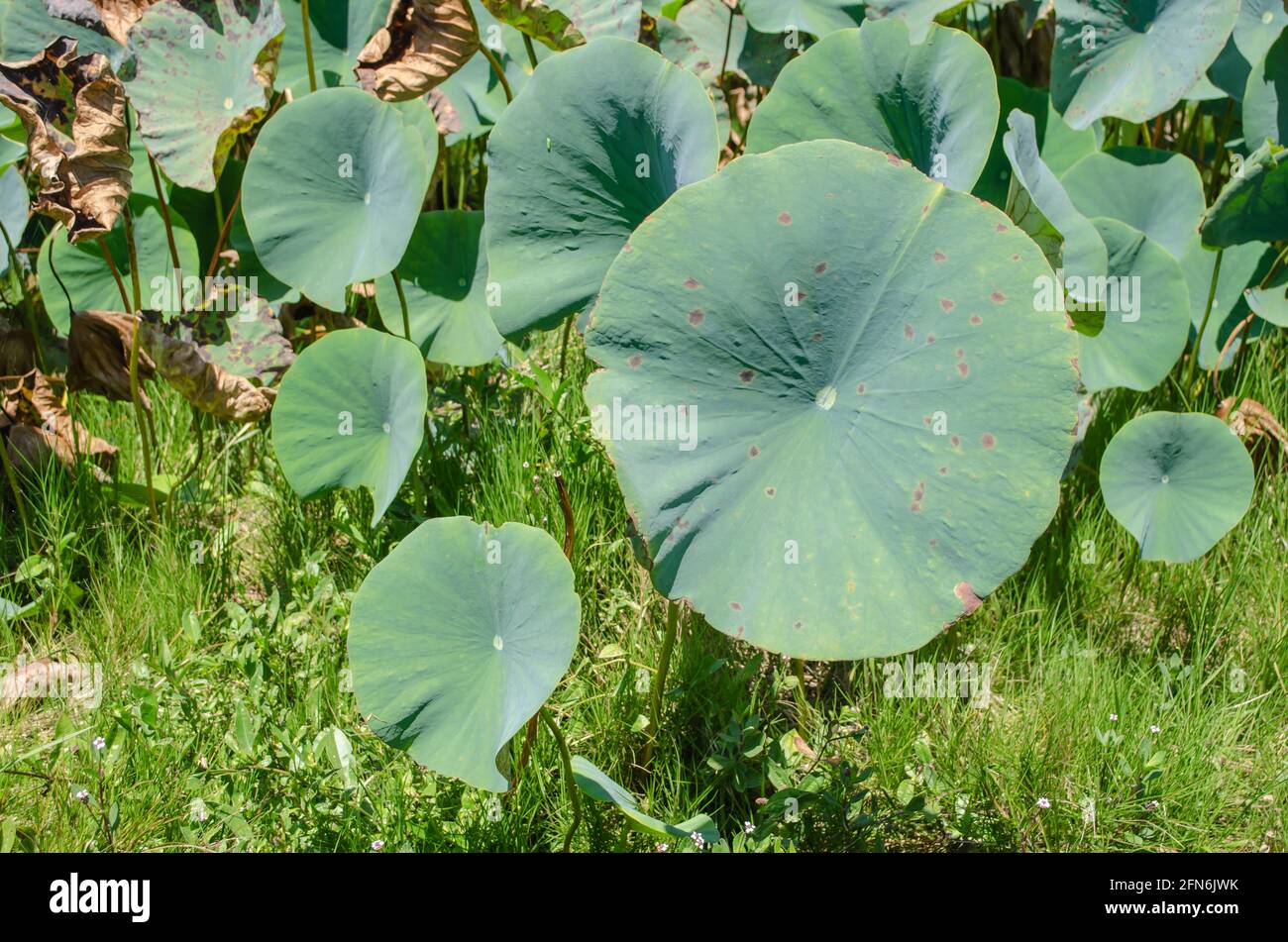 Lilies leaf farm hi-res stock photography and images - Alamy