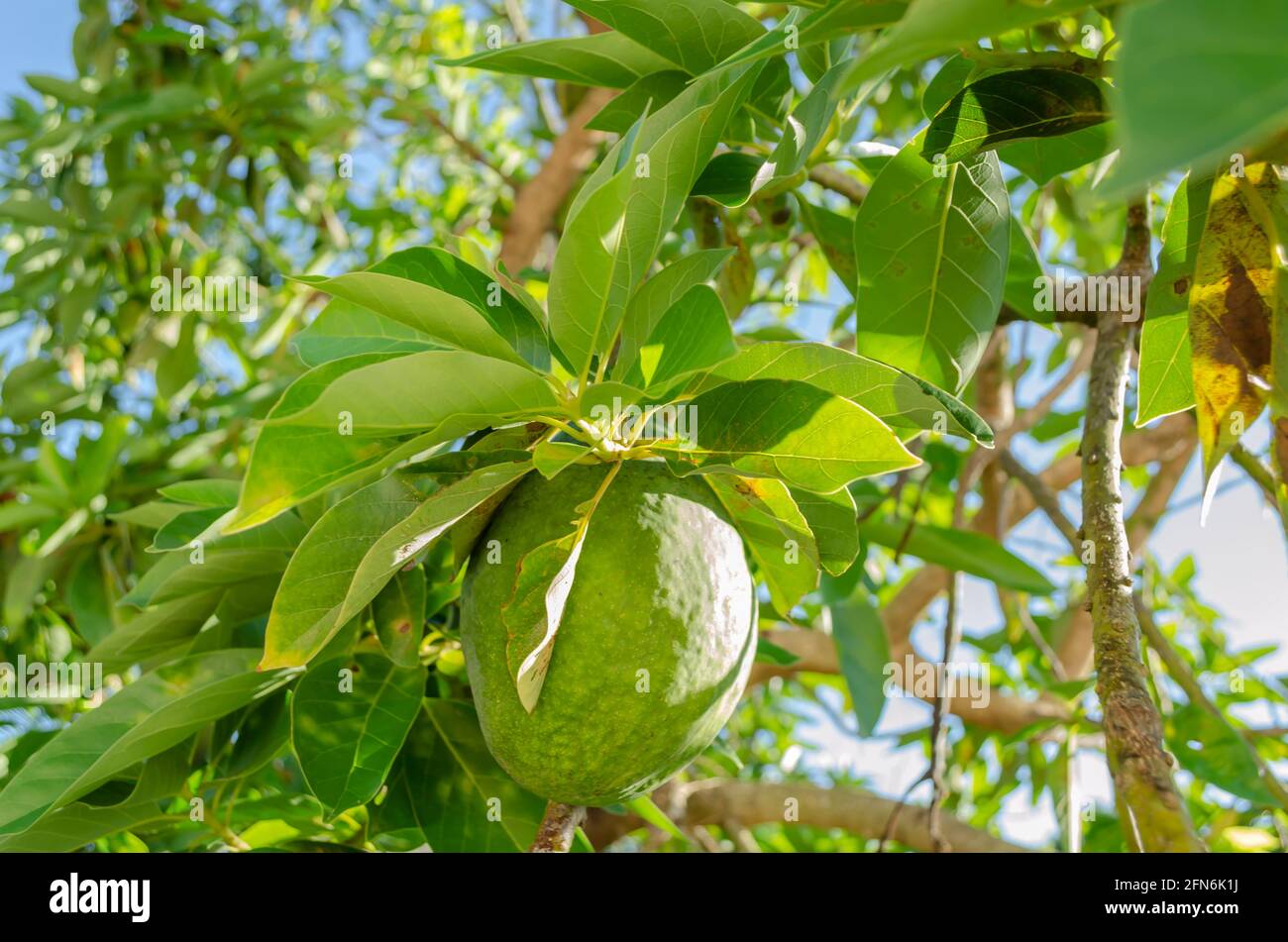 Avocado Pear Unripe And Hanging From Tree Stock Photo - Alamy
