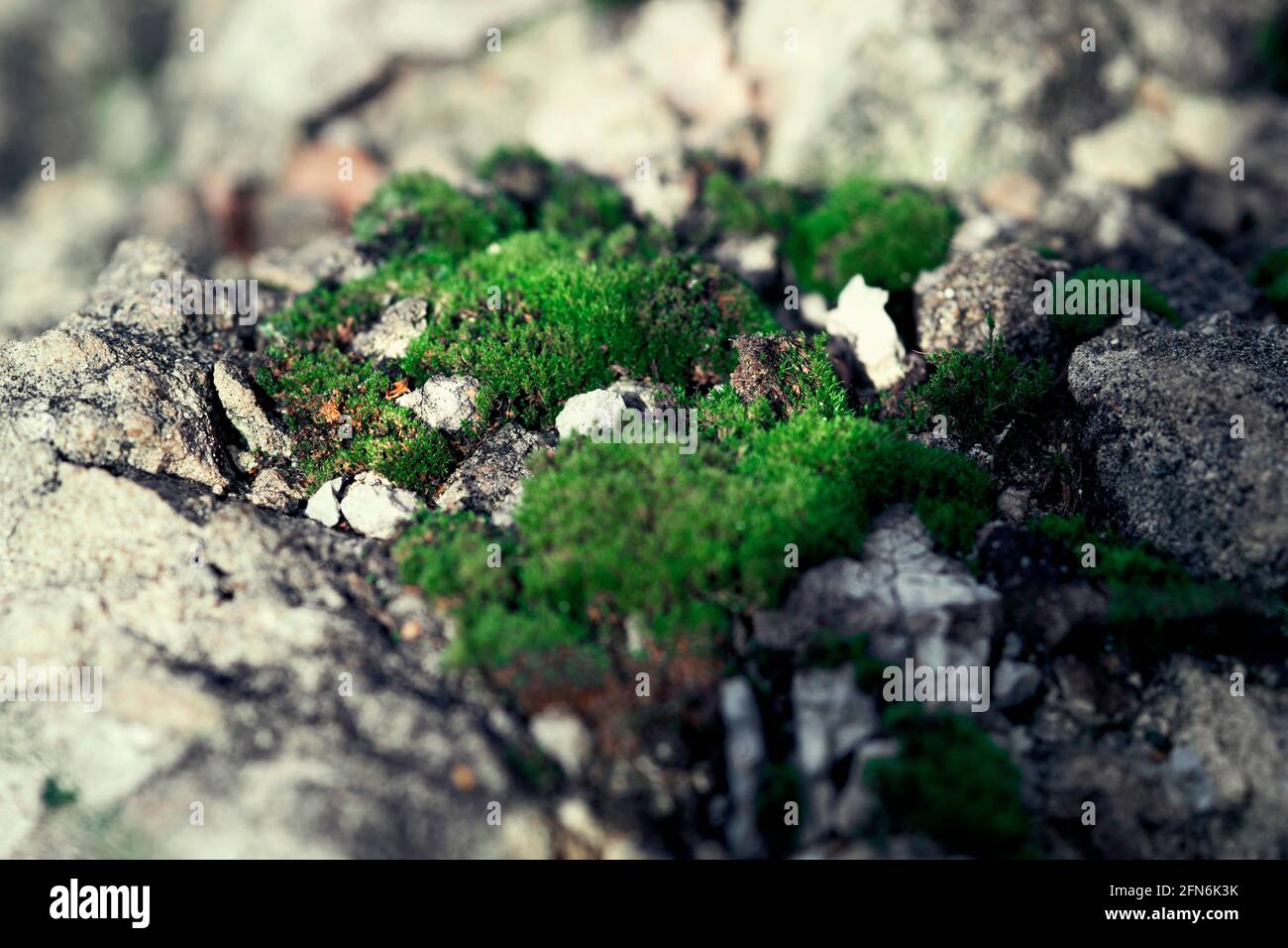 Moss on stones hi-res stock photography and images - Alamy