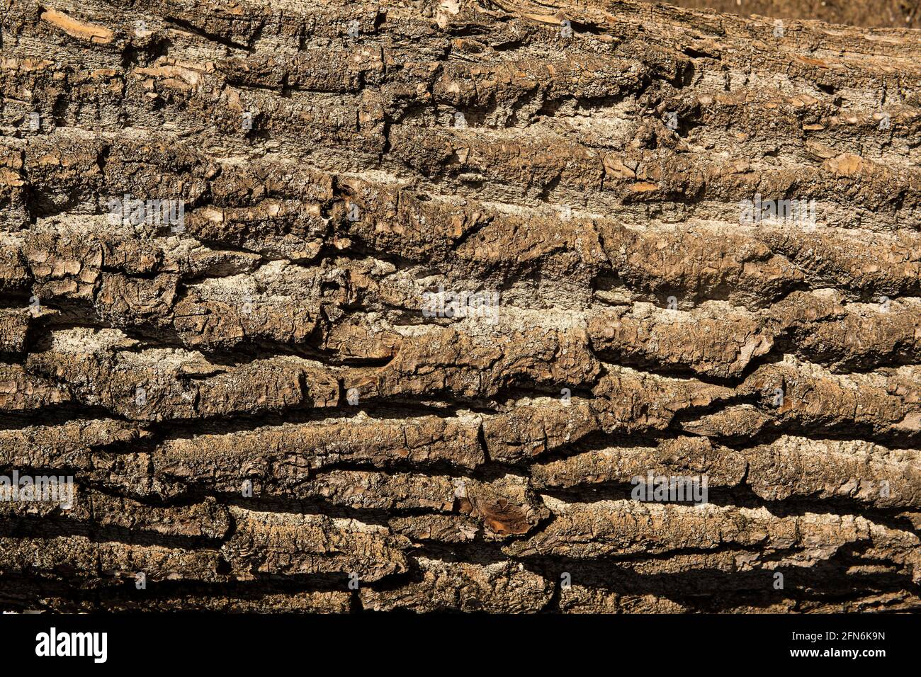 Old gray Wood Tree Texture Background Pattern Stock Photo - Alamy