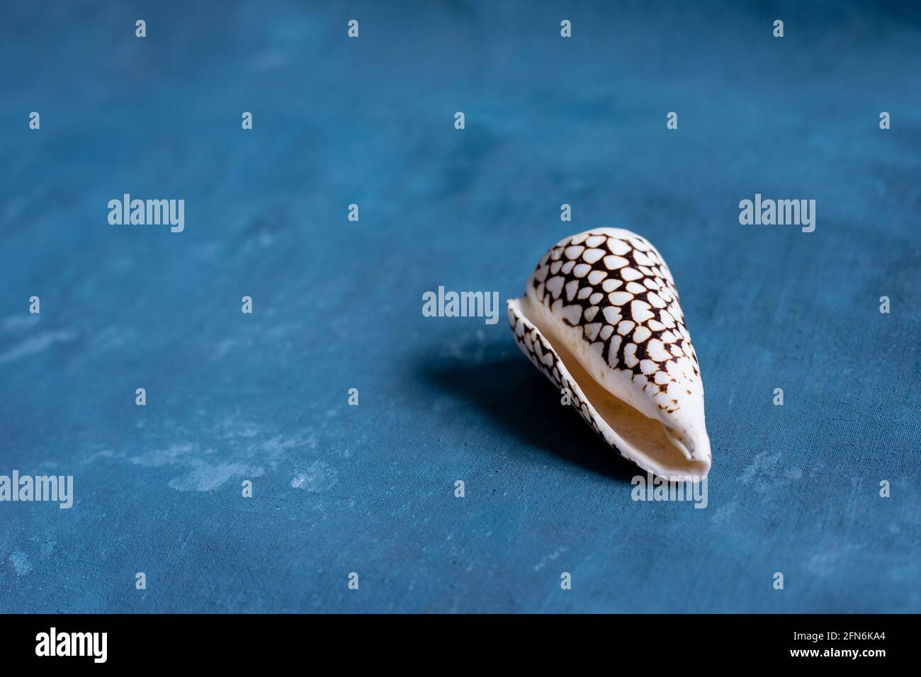 Shell marbled cone snail conus hi-res stock photography and images - Alamy