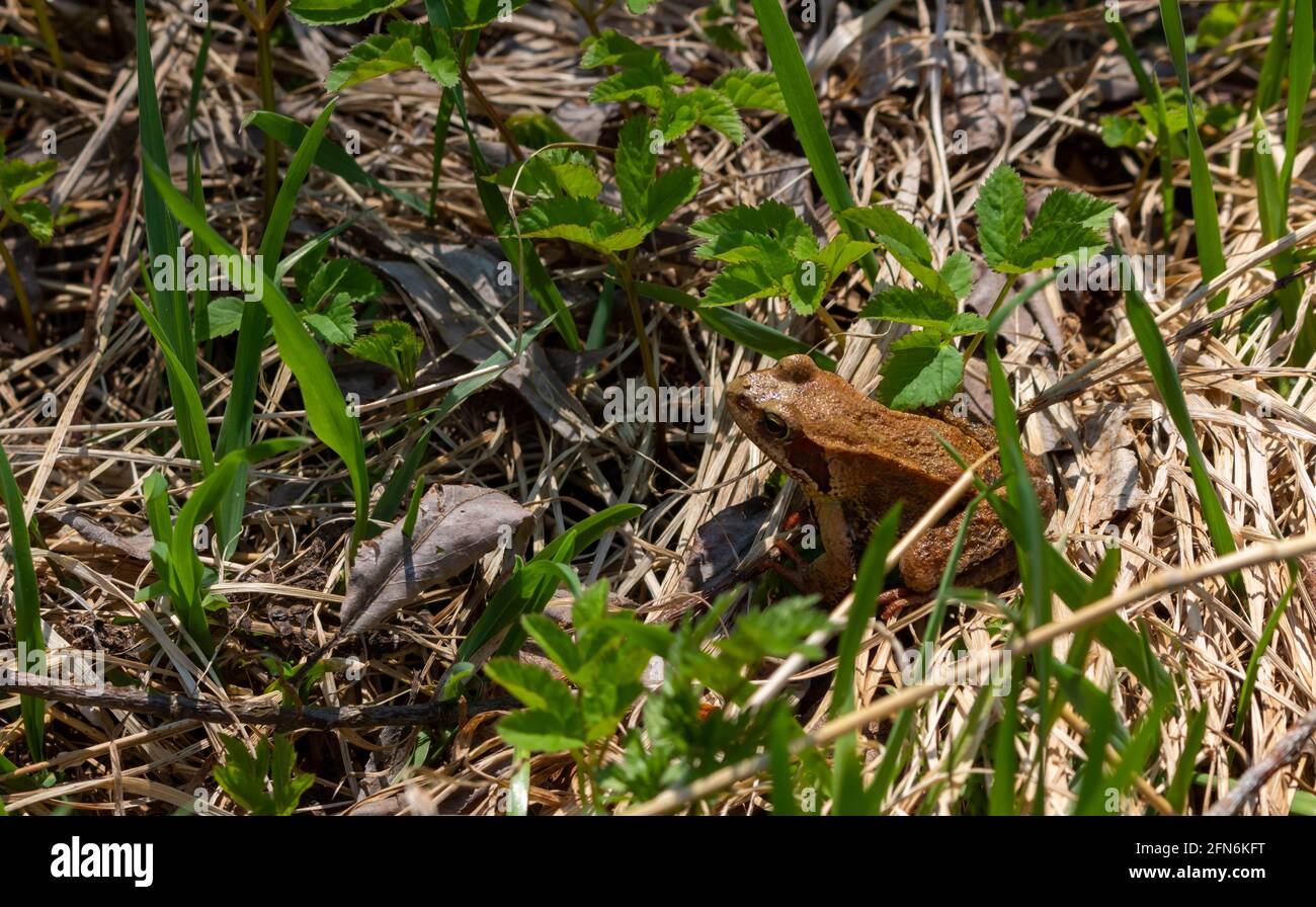 Common frog, also known as the European common brown frog or European ...