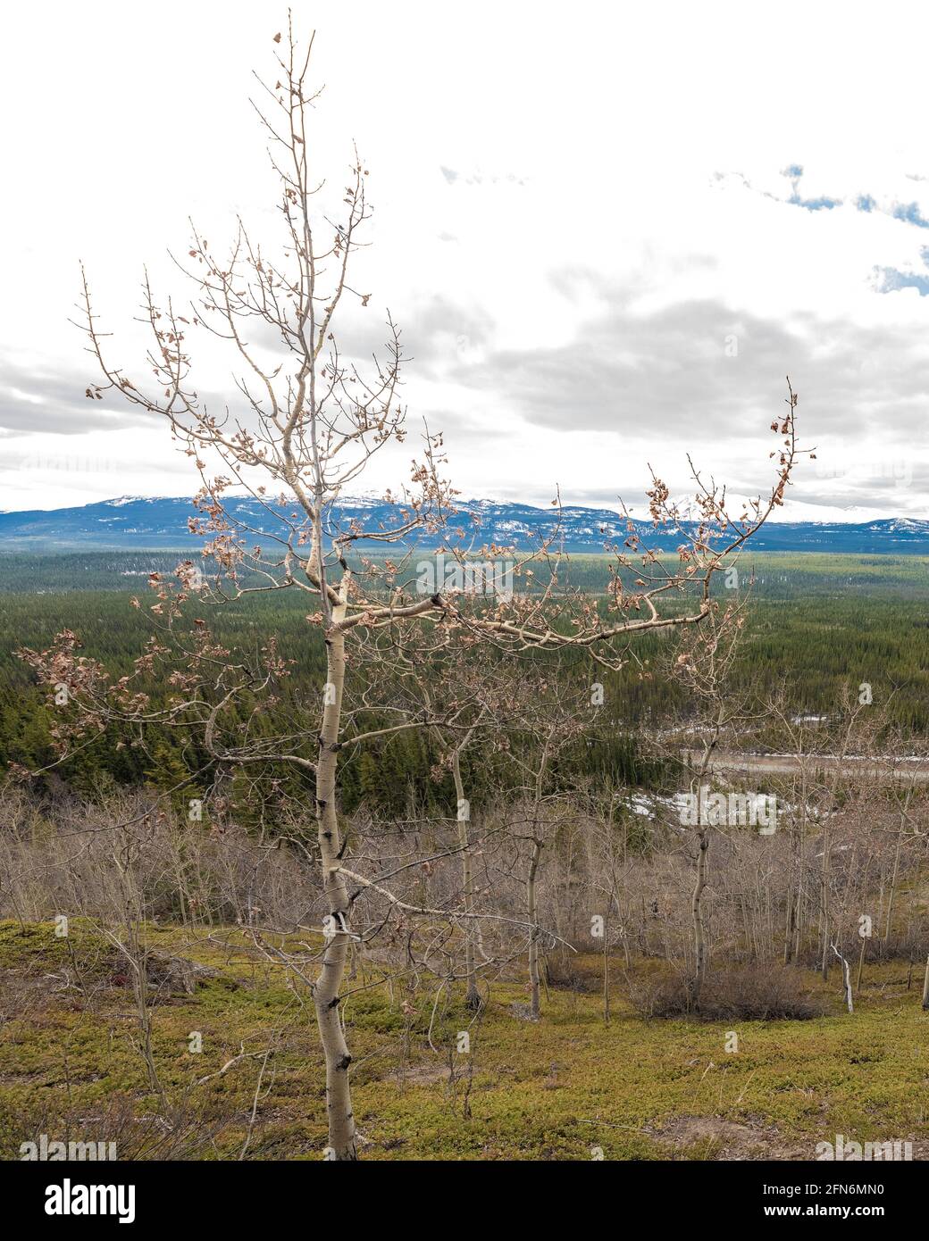 Spring time from the boreal forest of Canada with pine, spruce trees in ...