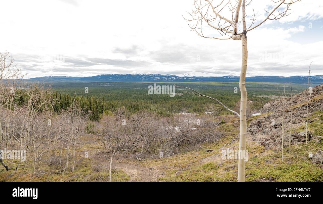 Spring time from the boreal forest of Canada with pine, spruce trees in ...