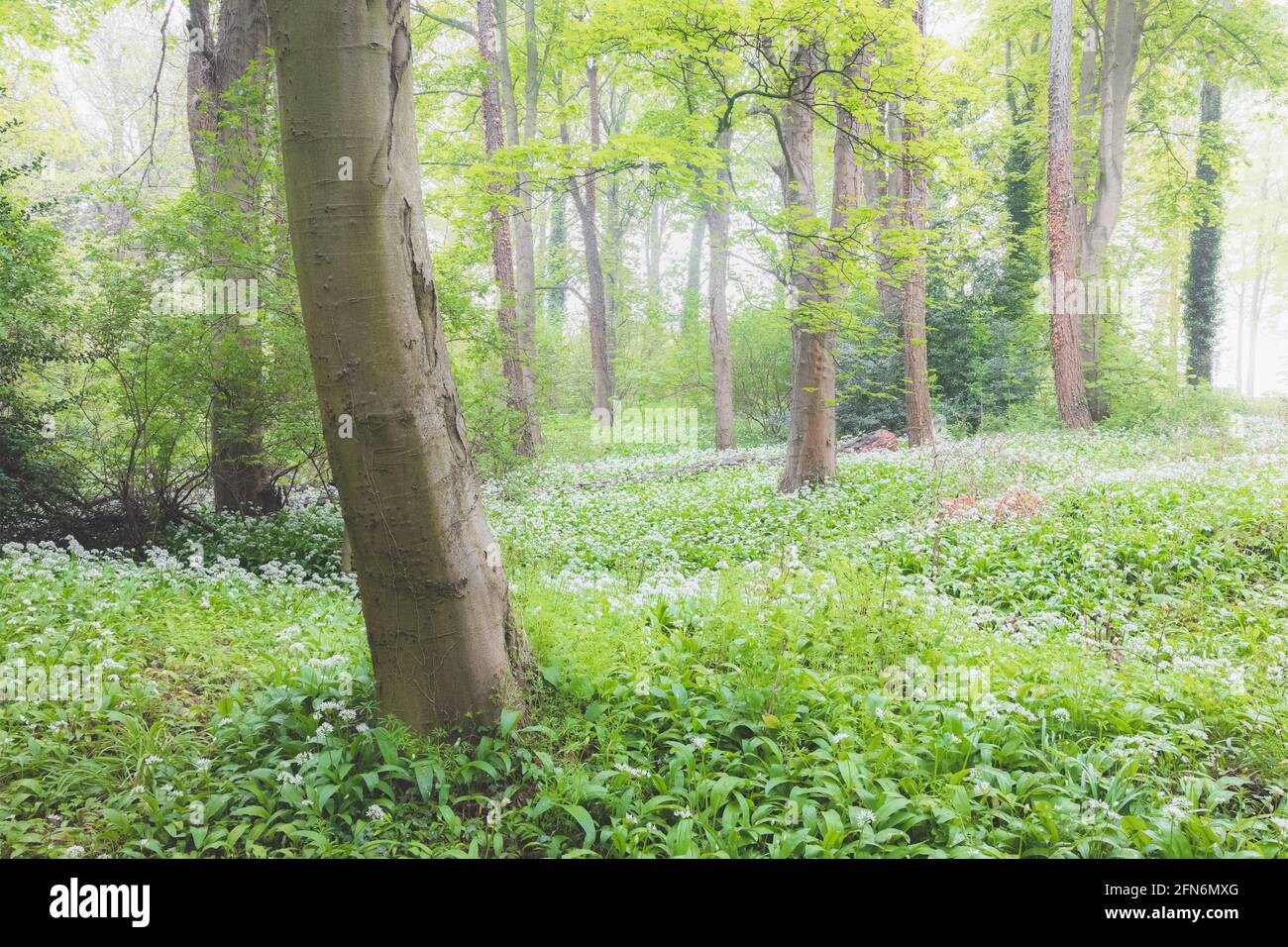 Scenic, idyllic green natural woodland and forest floor of wild garlic ...