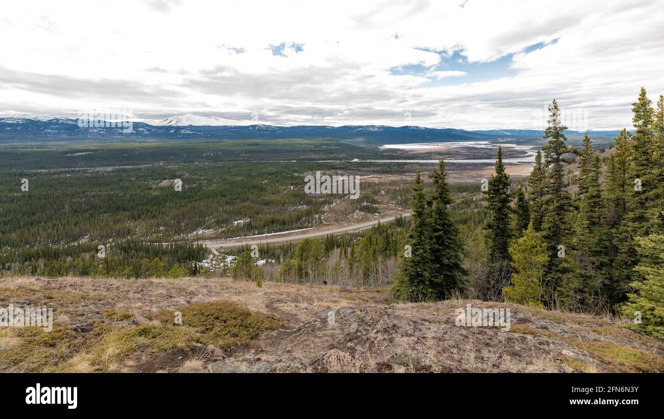Spring time from the boreal forest of Canada with pine, spruce trees in ...