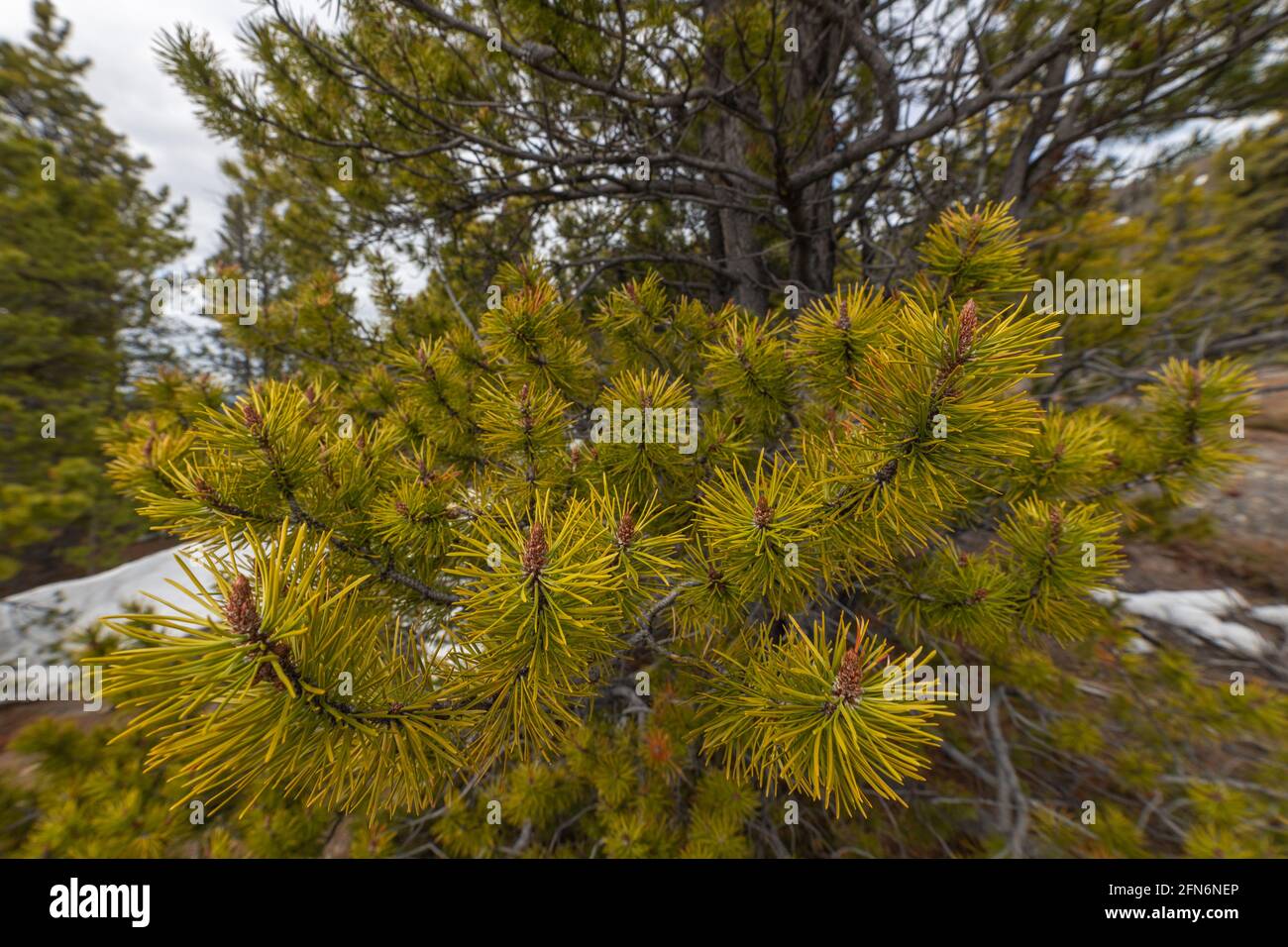 Close up of needles, branches of a pine tree seen in the boreal forest ...