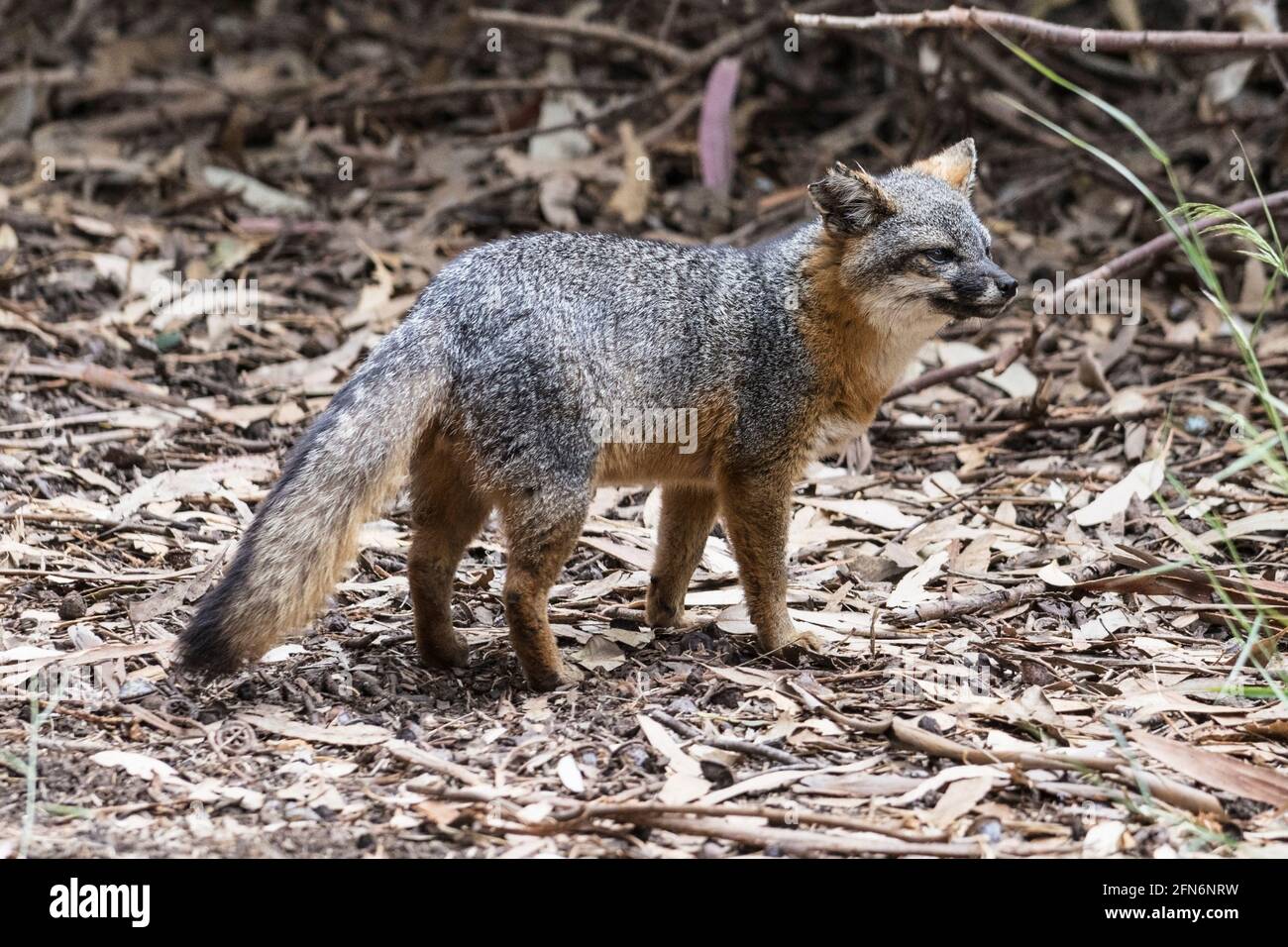 Wild Kit Fox on Santa Cruz Island in Channel Islands National Park in ...