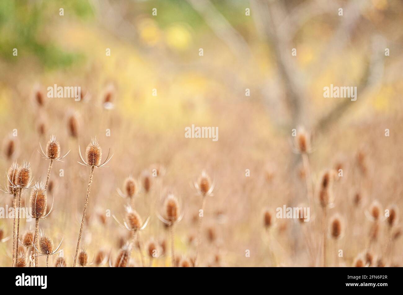 Dried Teasel heads in field, Pennsylvania, USA Stock Photo - Alamy
