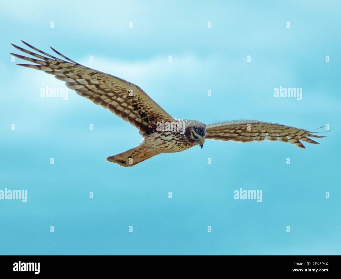 Northern Harrier Hunting - a great look at a Northern Harrier (also ...