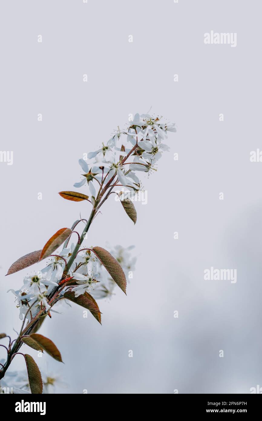 Closeup shot of the blossoms of the rock pear, Amelanchier lamarckii ...