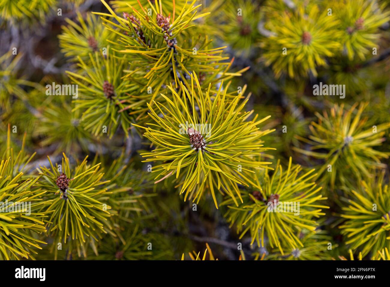 Close up of needles, branches of a pine tree seen in the boreal forest ...